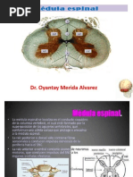 Foramen Ciático Mayor y Menor | PDF | Historia