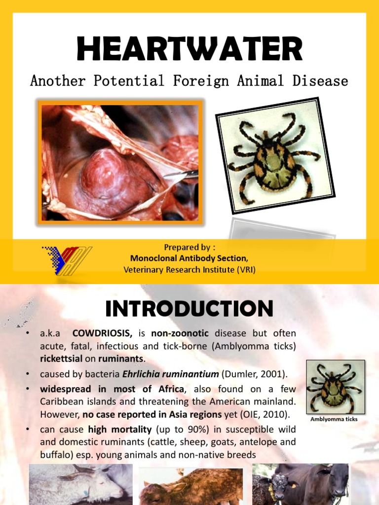Heartwater Disease | PDF | Animal Diseases | Immunology