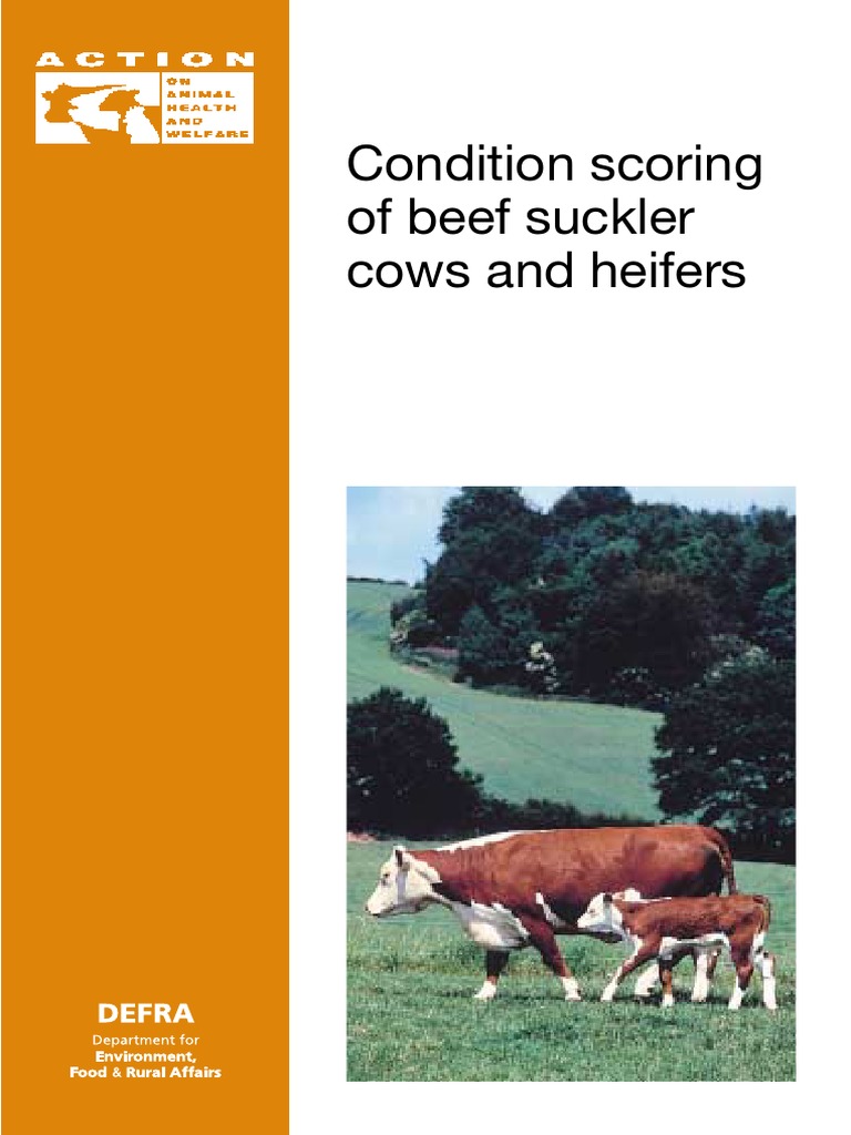 BCS Beef Cattle | Calf | Cattle