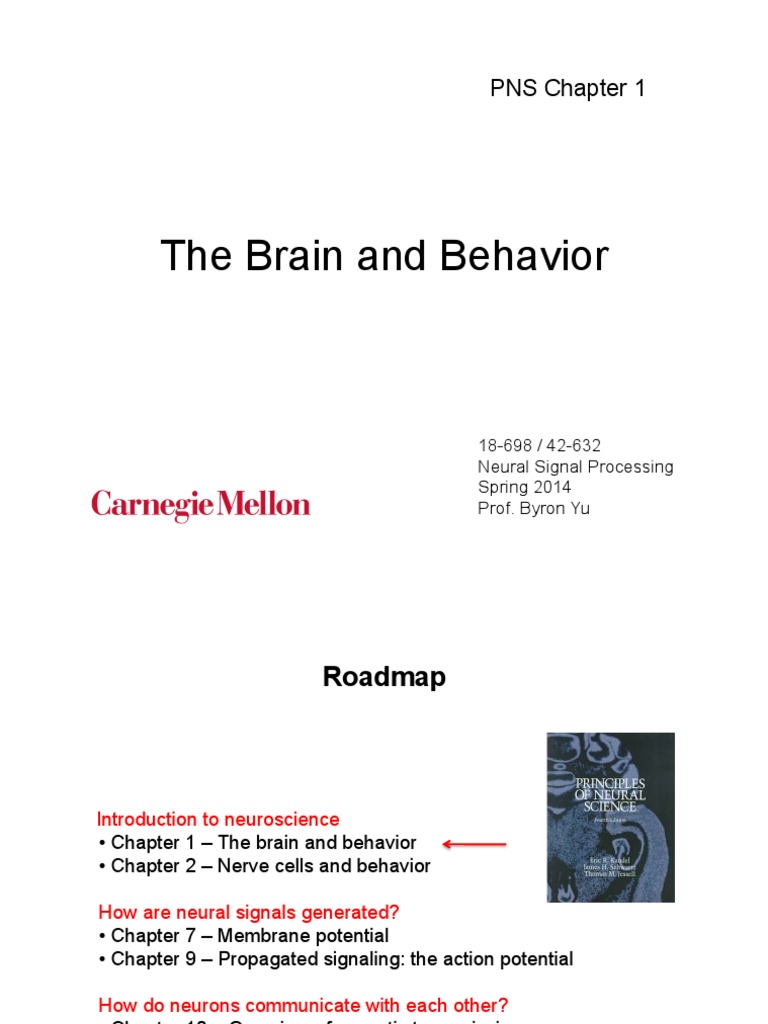 Introduction To Brain and Behavior | PDF | Neuron | Cerebral Cortex