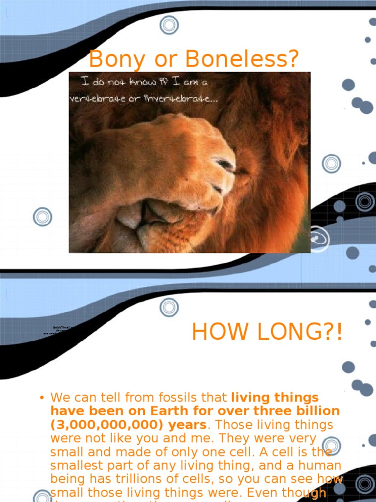 Bony or Boneless | PDF | Vertebrates | Invertebrate