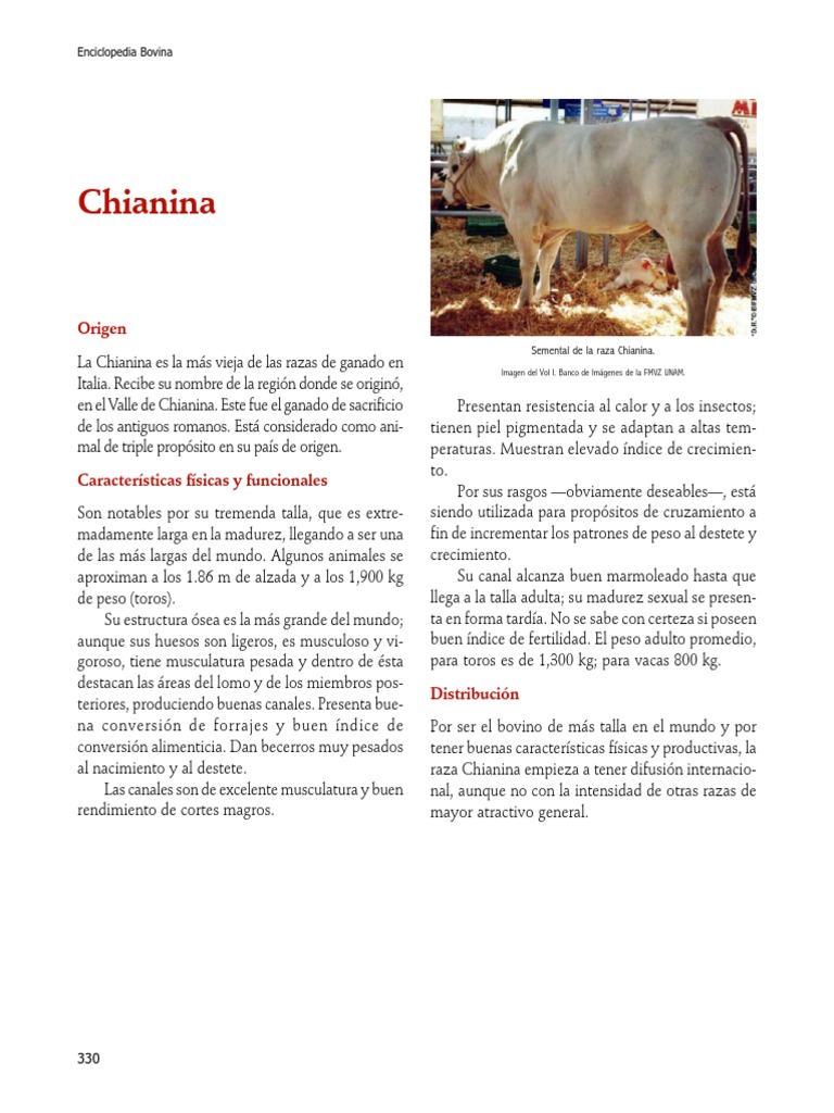 Características de la Raza Chianina | PDF