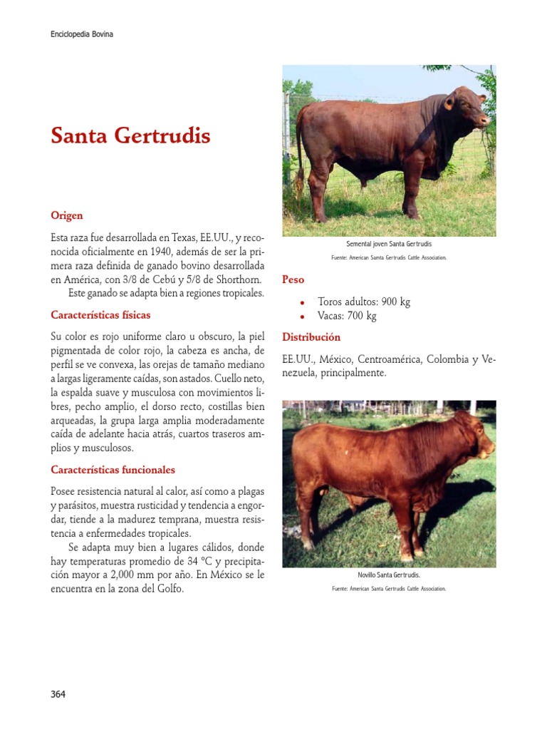 Santa Gertrudis