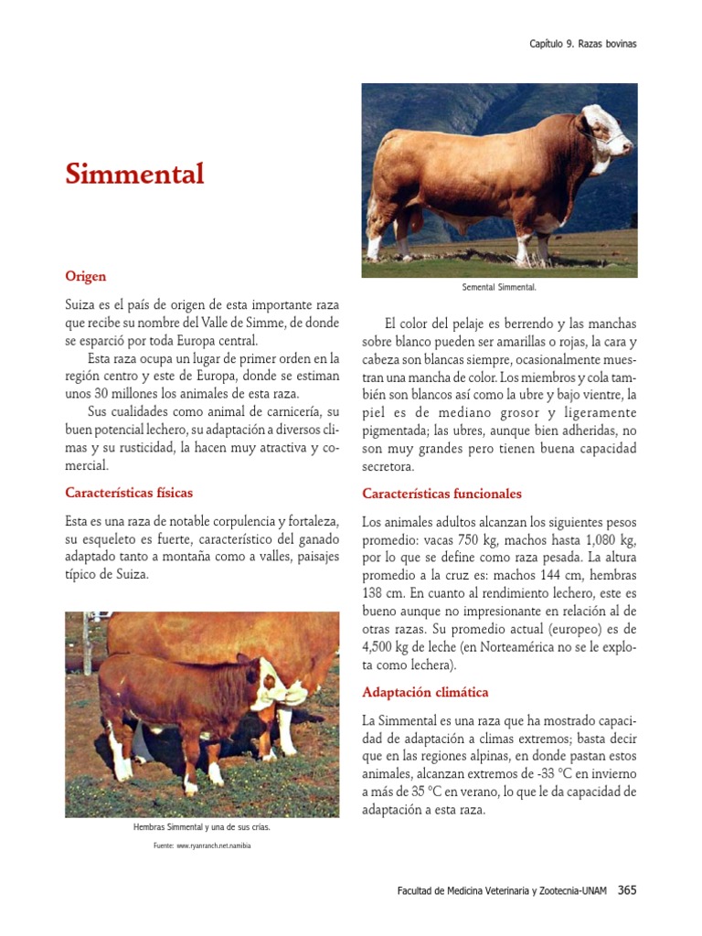 Simmental | PDF