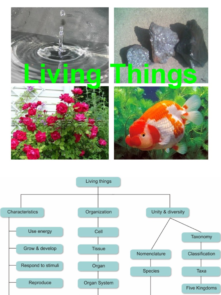 Living Things.1. | PDF | Reproduction | Life