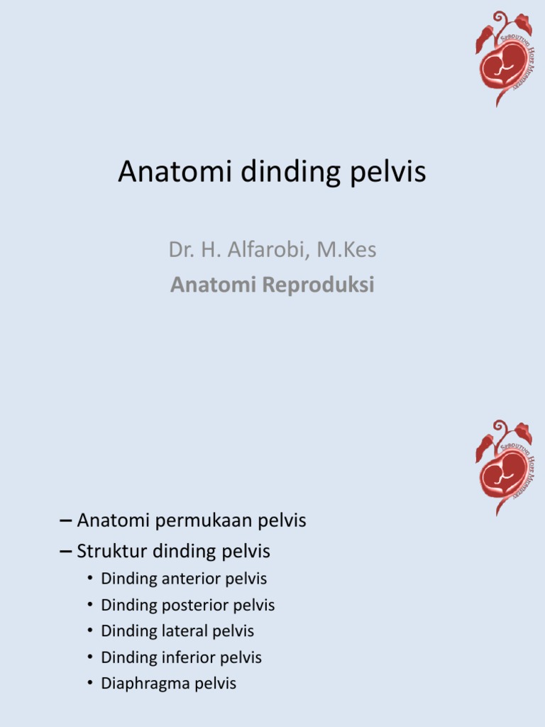 Anatomi Dinding Pelvis | PDF