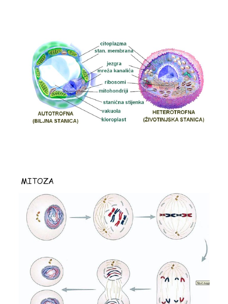 Mitoza I Mejoza | PDF