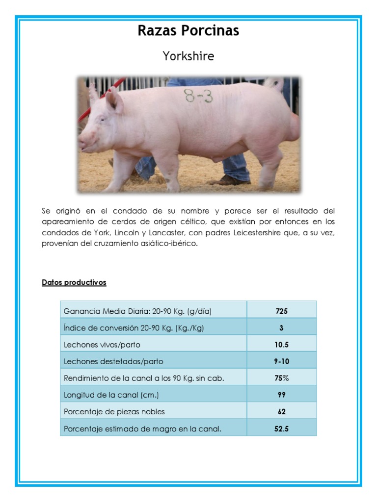Razas Porcinas | PDF | Carne | Cerdo doméstico