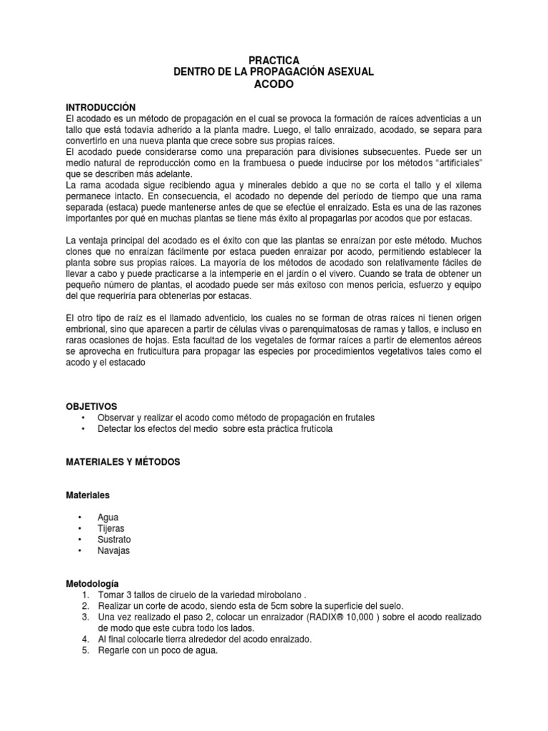 Practica Enraizado Acodo | PDF | Tallo de la planta | Raíz