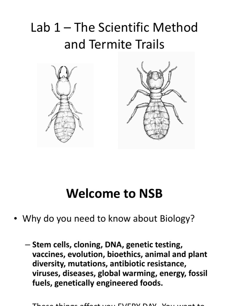 Lab 1 - The Scientific Method and Termite | PDF | Experiment | Hypothesis