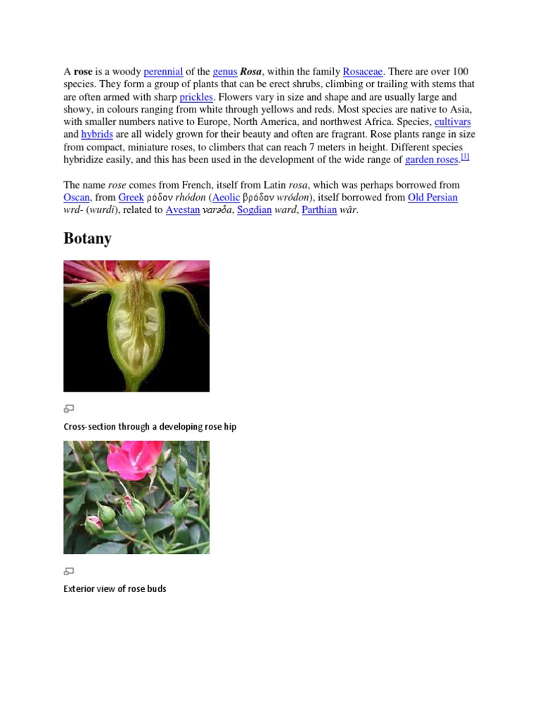 Rose | PDF | Rose | Garden Plants