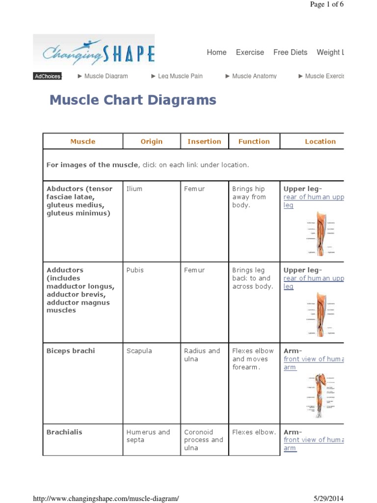 Muscle Table | Arm | Skeletal System
