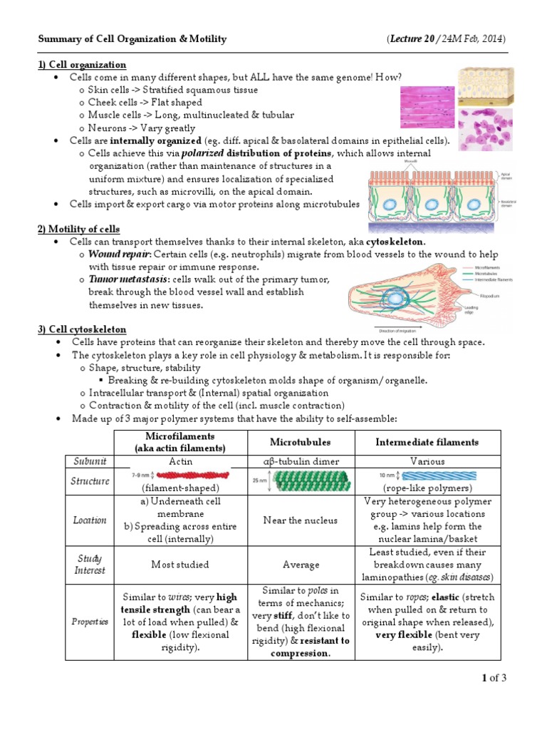 Cell Organization and Motility Overview | PDF | Actin | Cytoskeleton