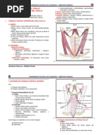 (Anatomía) Triángulos de Pirogoff y Béclard | PDF | Medicina CLINICA ...