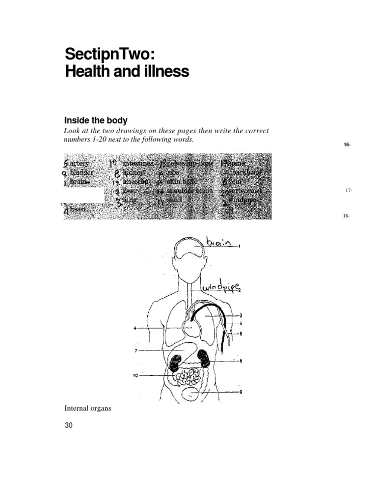 Internal Organs Diagram Guide | PDF