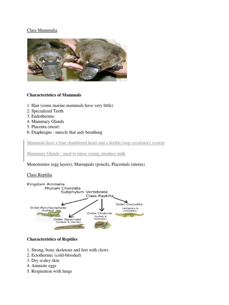 Characteristics of Mammals | PDF