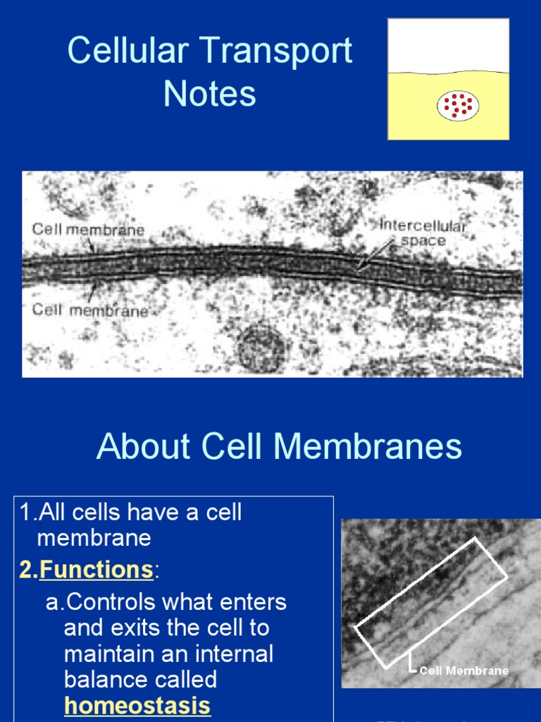 Cell Transport Notes | Download Free PDF | Cell Membrane | Osmosis