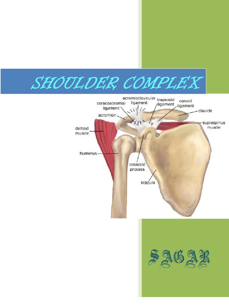 Anatomy and Function of Shoulder Complex | PDF | Science & Mathematics
