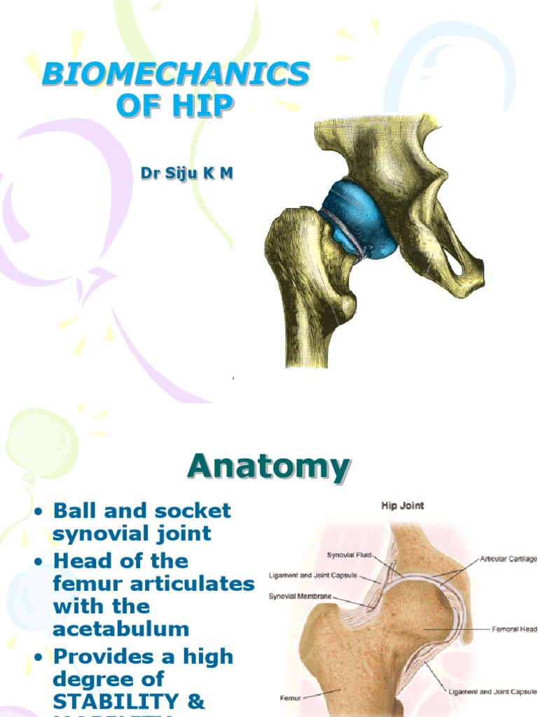 Biomechanics of Hip Joint | Hip | Musculoskeletal System