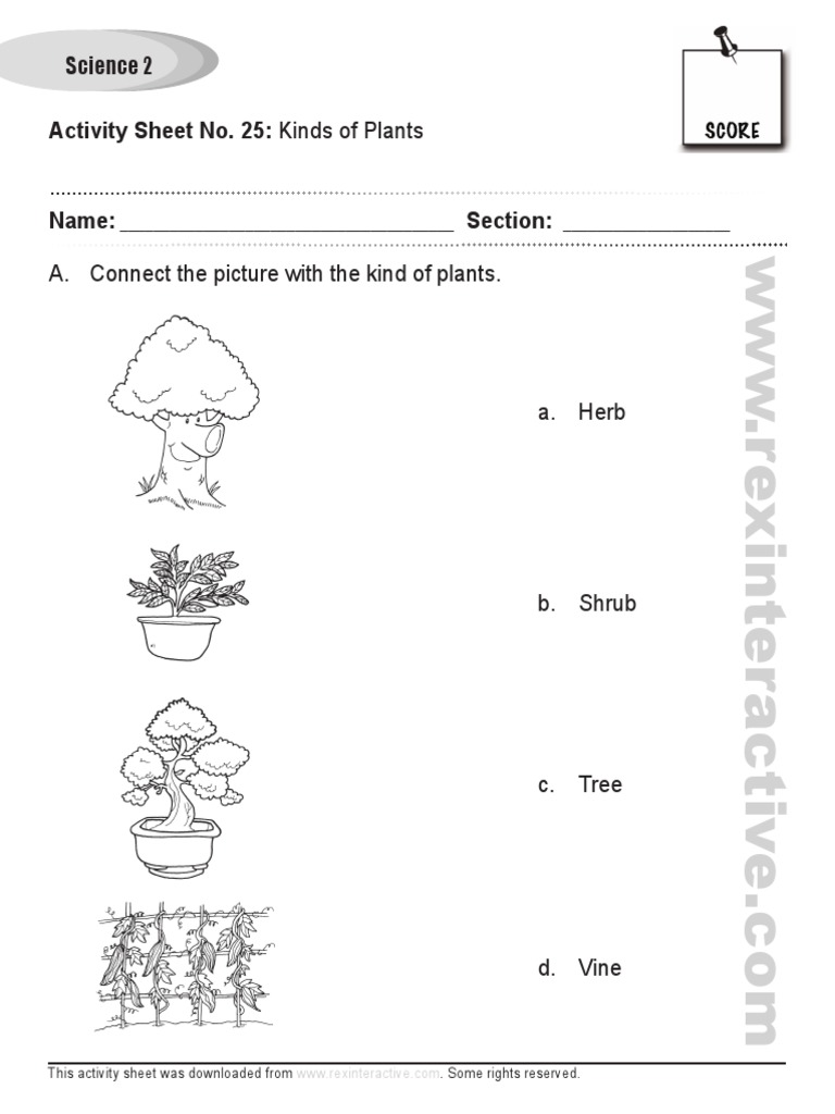 Kinds of Plants Activity Sheet | PDF