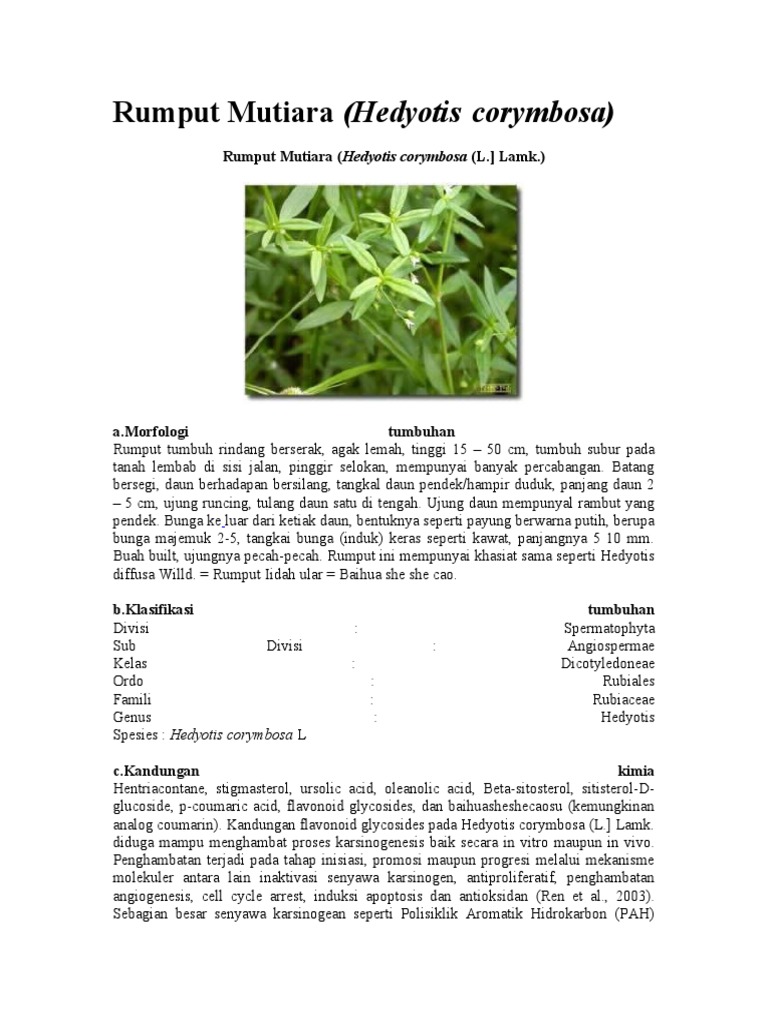 Rumput Mutiara | PDF