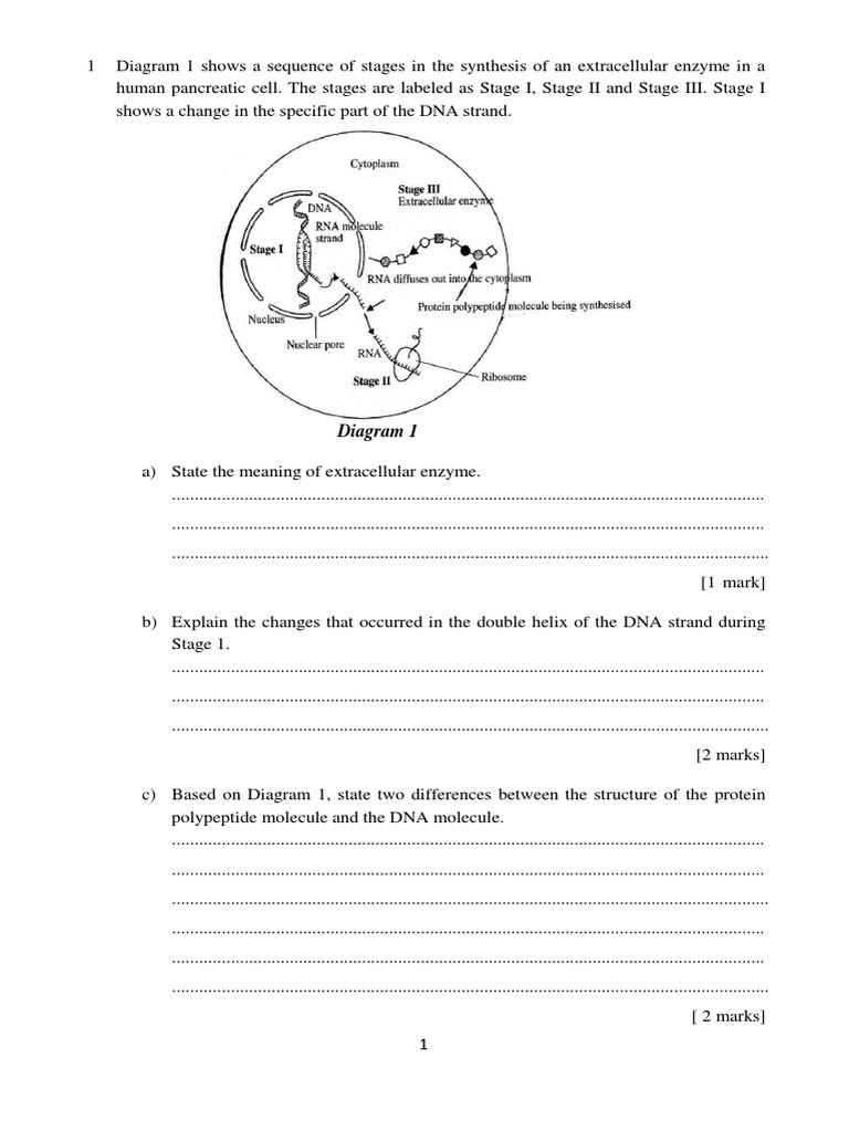Biology Chapter 4 Worksheet | PDF | Enzyme | Proteins