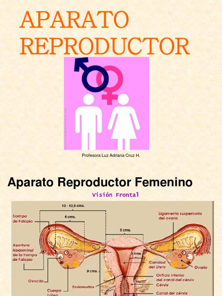 Aparato Reproductor Masculino