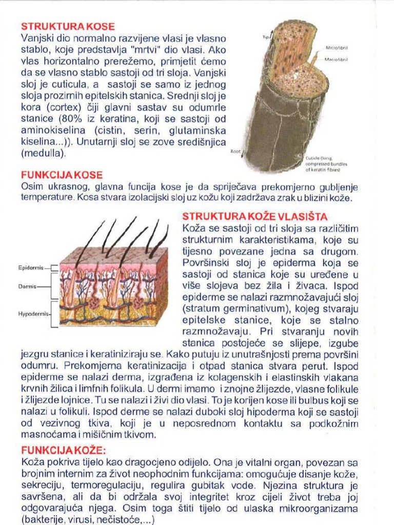 Struktura Kose | PDF