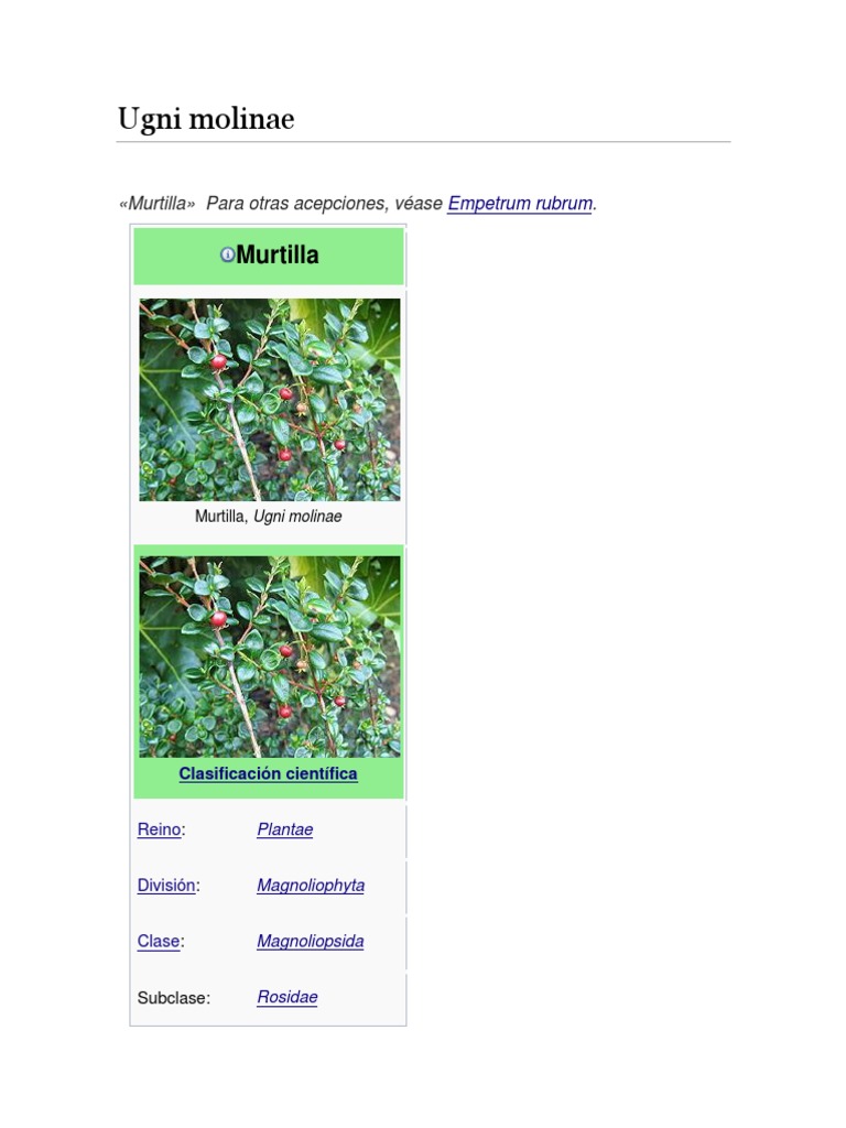 Murtilla: Fruto Chileno y su Historia | PDF | Botánica | Plantas ...