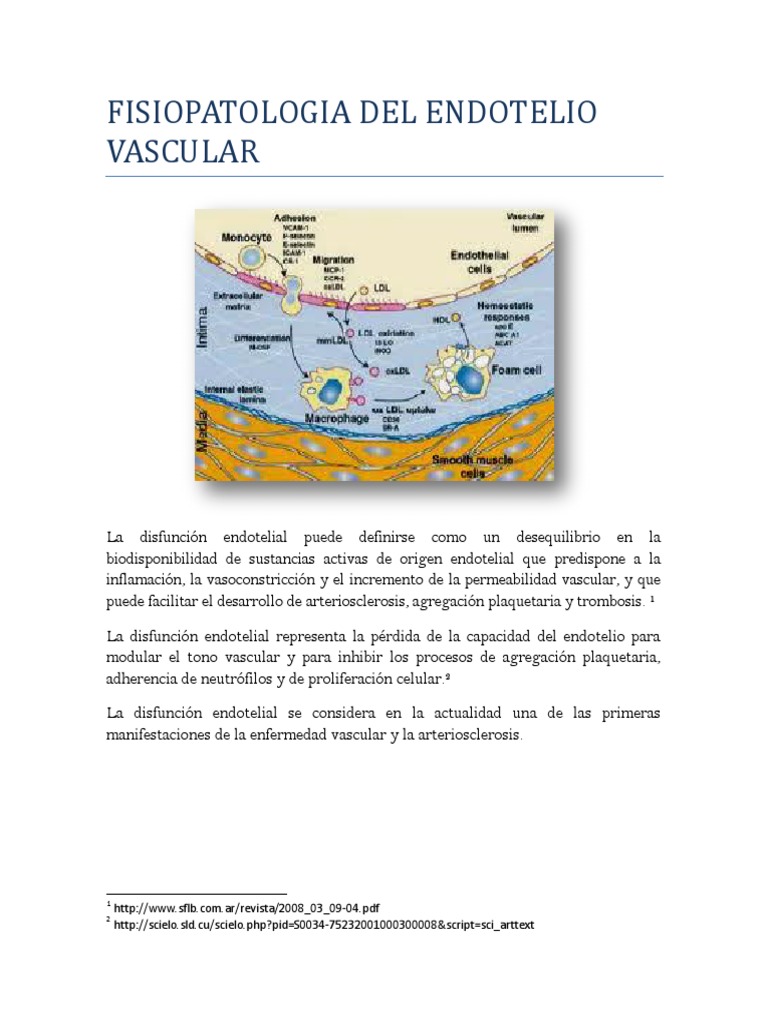 Fisiopatologia Del Endotelio Vascular | PDF | Endotelio | Aterosclerosis