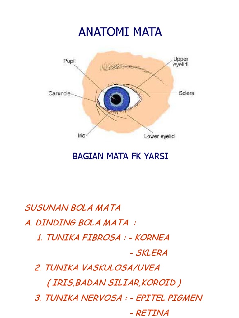 Anatomi Mata | PDF | Kajian Bahasa Asing
