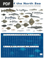 Maltese Fish Names and Translations | PDF
