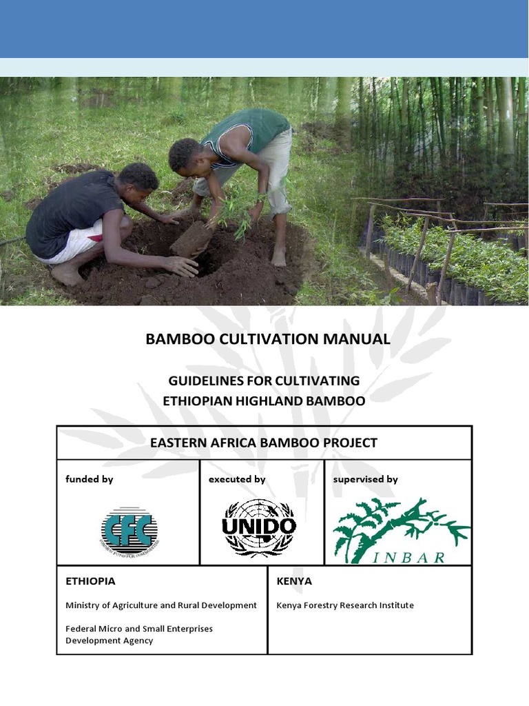 Bamboo Cultivation | PDF | Plant Nursery | Bamboo