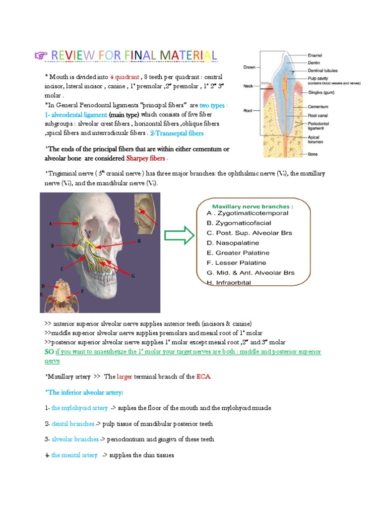R R A T L: Two Types: 1-Alveodental Ligament 2-Transseptal Fibers | PDF ...