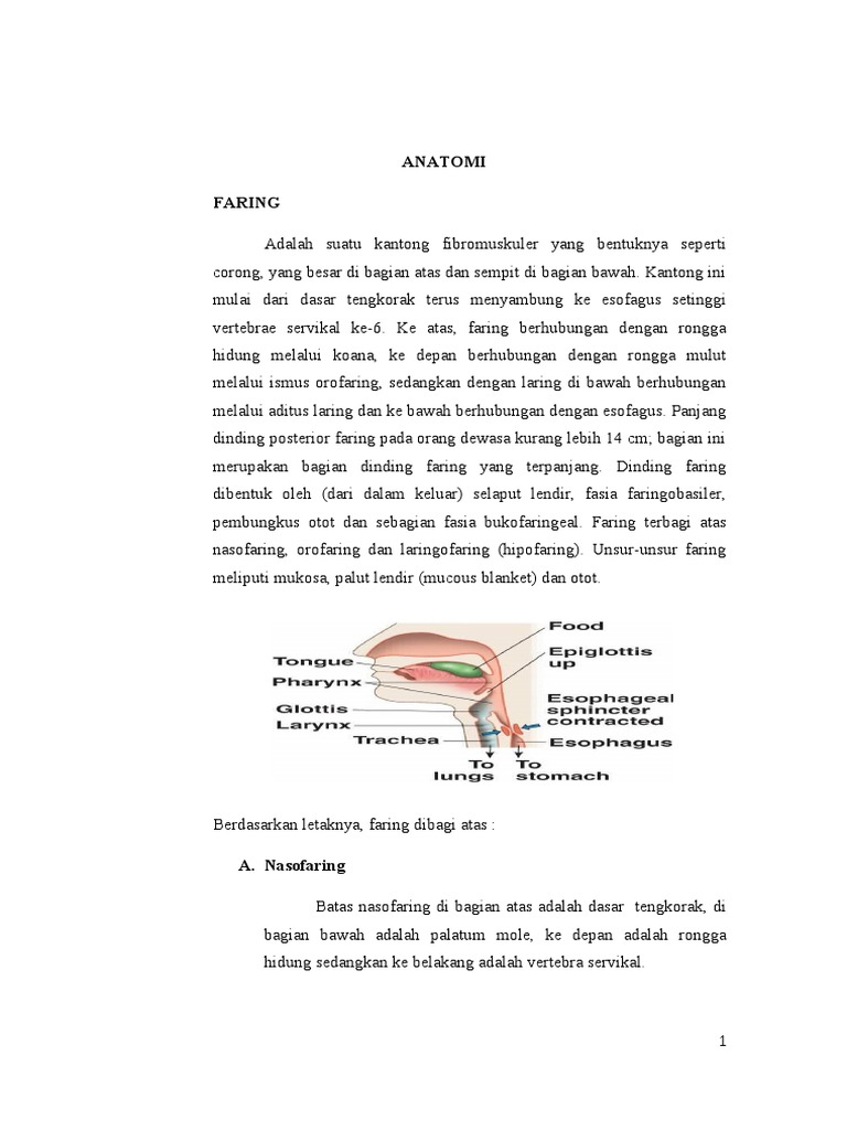 Anatomi Fisiologi Faring Dan Laring | PDF