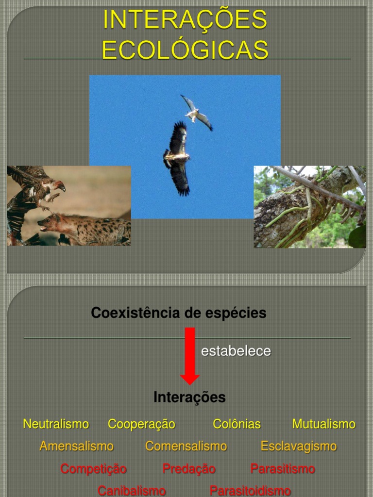 Interações entre espécies: tipos de relações ecológicas e seus efeitos ...
