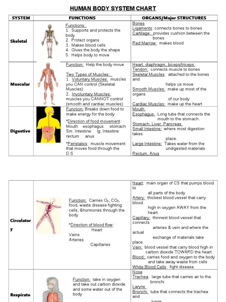 Human Body Systems Chart