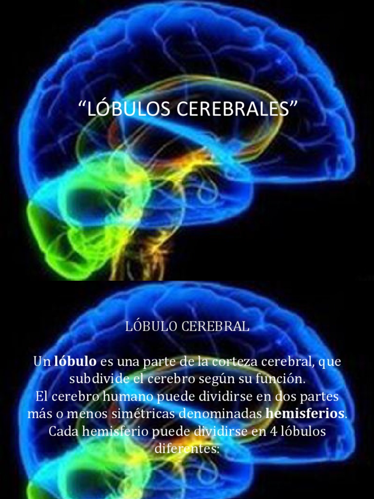 Funciones de los Lóbulos Cerebrales | PDF
