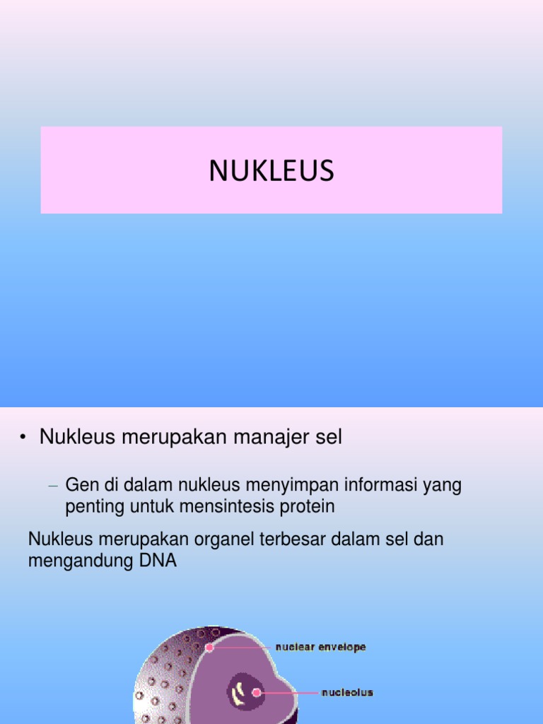 NUKLEUS