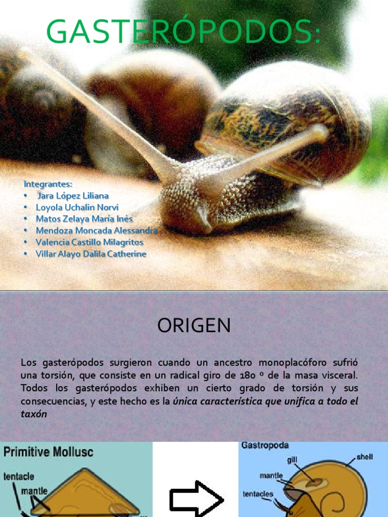 Características de los Gasterópodos | PDF | Moluscos | Organismos
