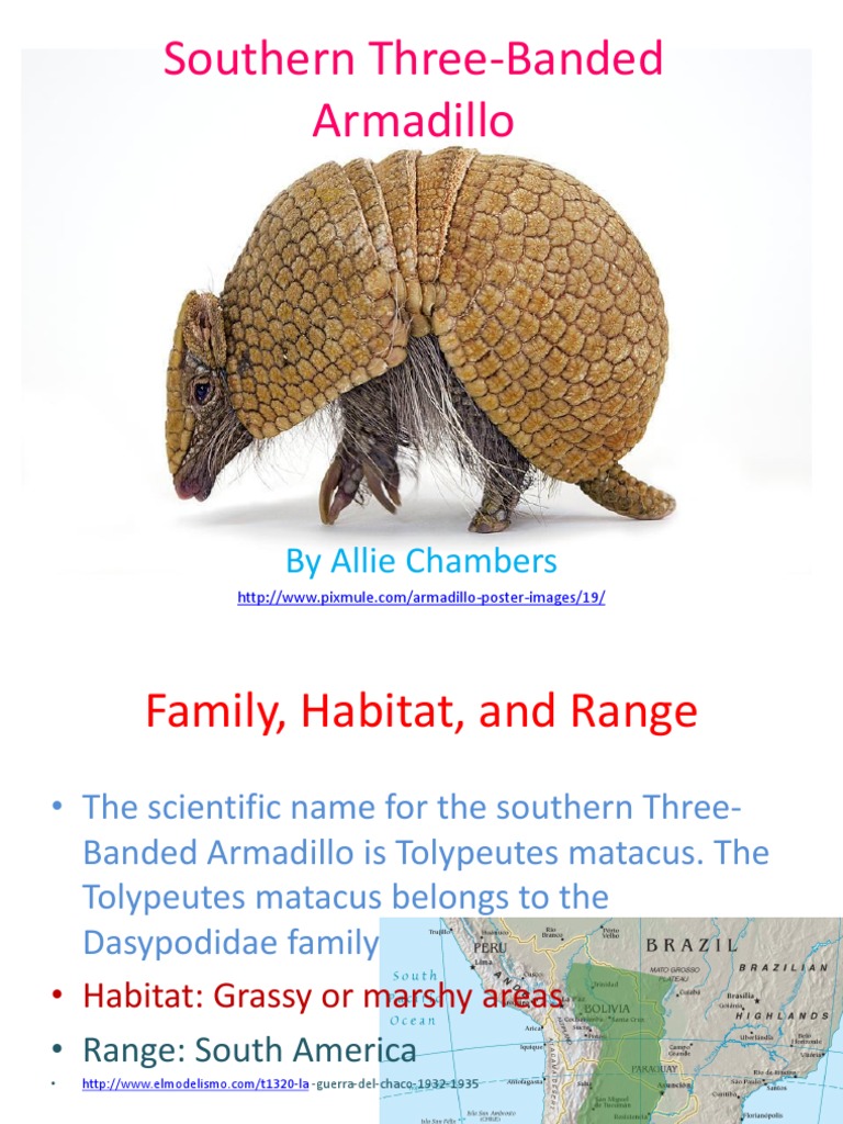 Southern Three-Banded Armadillo Facts | PDF