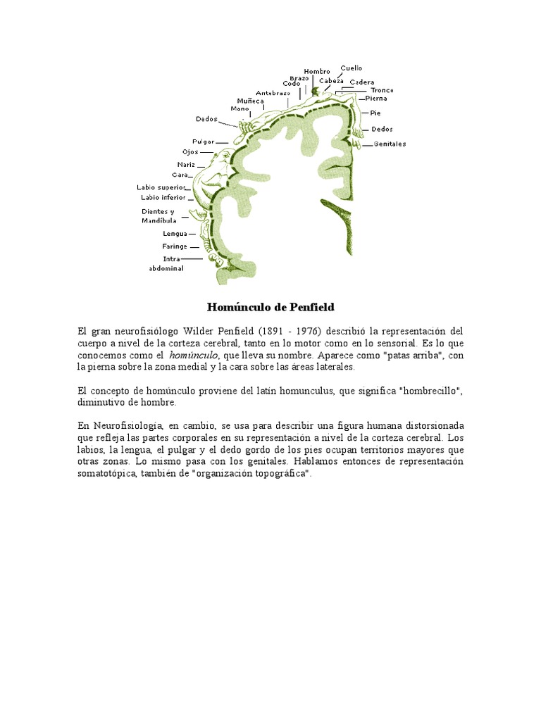 Homúnculo de Penfield | PDF | Lóbulo frontal | Cerebro
