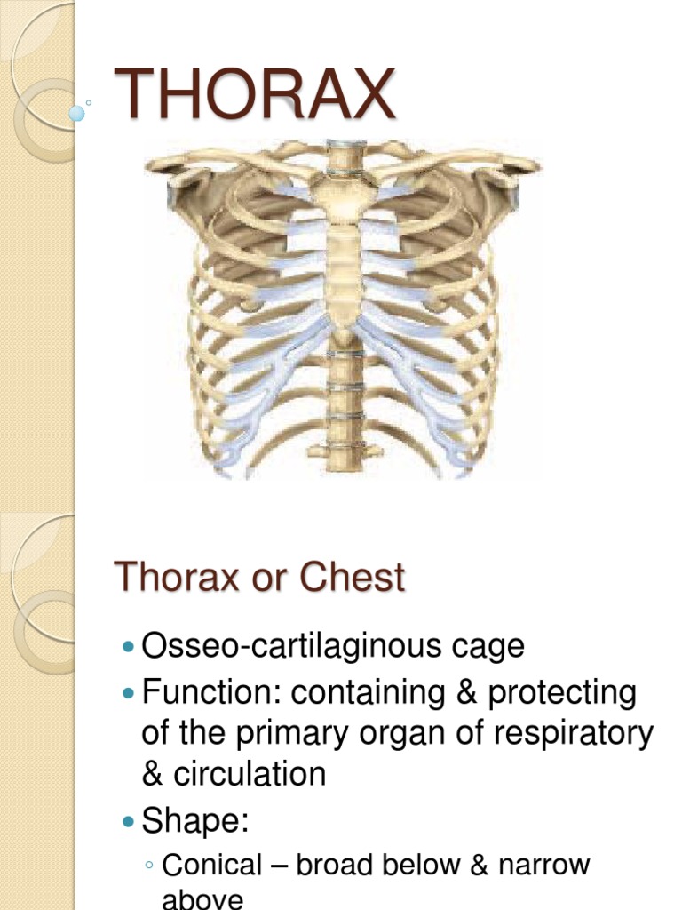 Thorax | PDF | Thorax (Human Anatomy) | Primate Anatomy