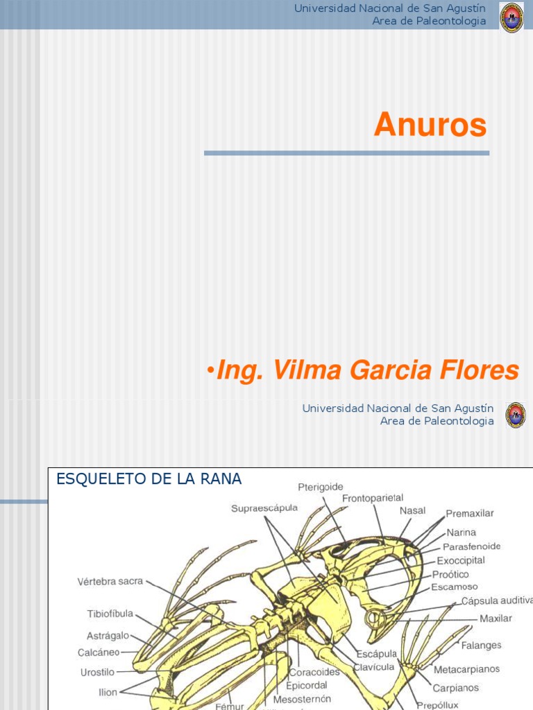 Anuros | PDF | Anfibio | Rana