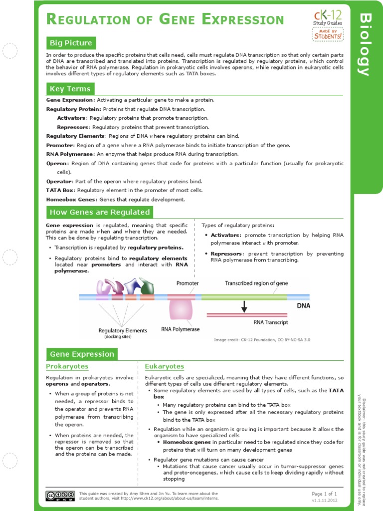 Regulation of Gene Expression | PDF | Regulation Of Gene Expression ...