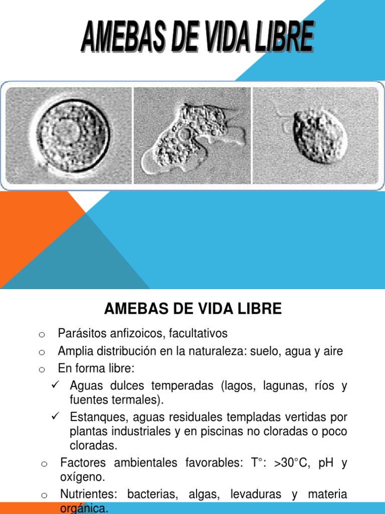CLASE 7 Amebas de Vida Libre | PDF | Enfermedades y trastornos | Especialidades Medicas