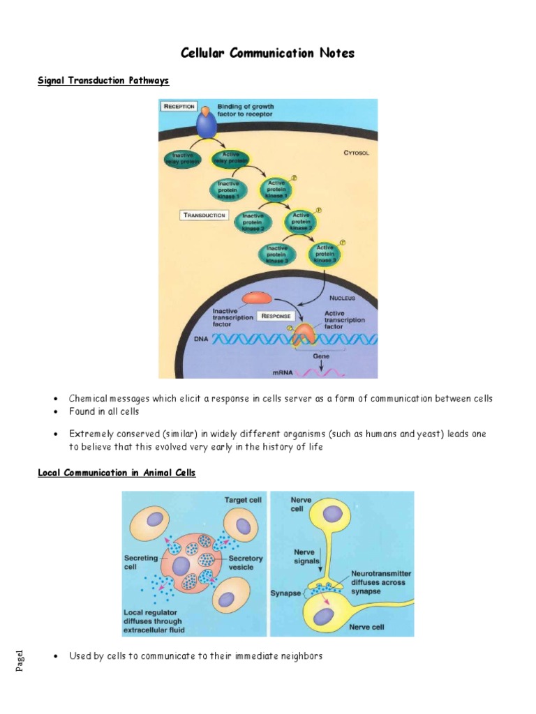 Cellular Communication Notes | PDF | Cell Signaling | Signal Transduction