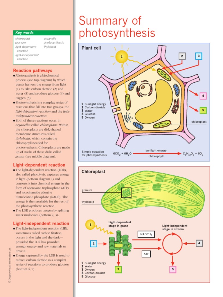 Summary of Photosynthesis: Reaction Pathways | PDF | Wellness