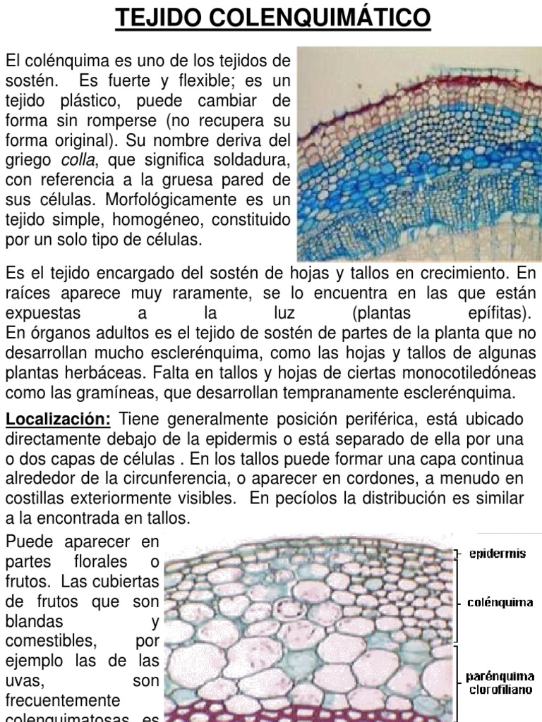 El tejido colenquimático y esclerénquimático: estructura, tipos ...