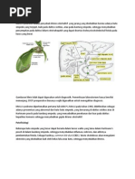 Contusio Musculorum | PDF